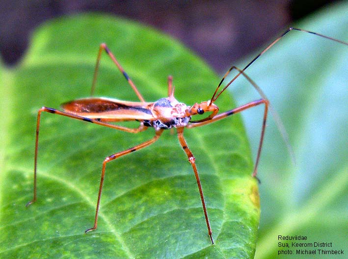 Papua Insects Foundation (Hemiptera/Heteroptera)